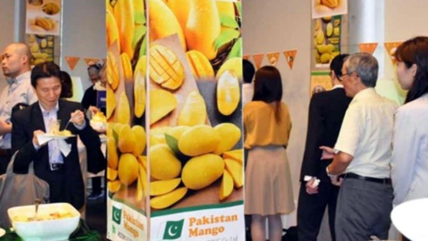 Pakistani mangoes steal the spotlight in China 'Mango Expo' - Media Bites